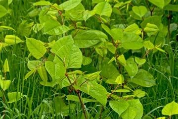 Japanese knotweed explained - Confused.com